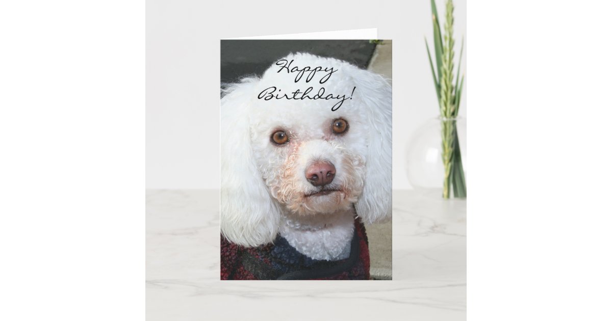 Happy Birthday White Poodle greeting card | Zazzle.com
