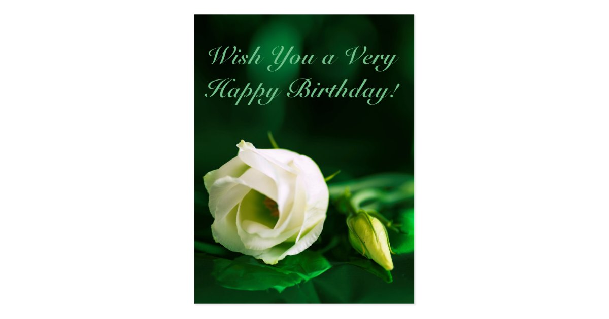 Happy birthday white rose on green postcard | Zazzle.com