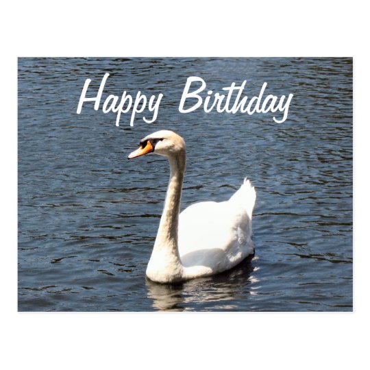 Happy Birthday white swan Postcard | Zazzle.com