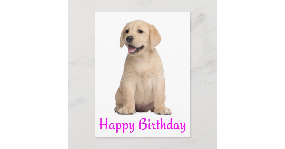 Happy Birthday Yellow Labrador Retriever Postcard | Zazzle