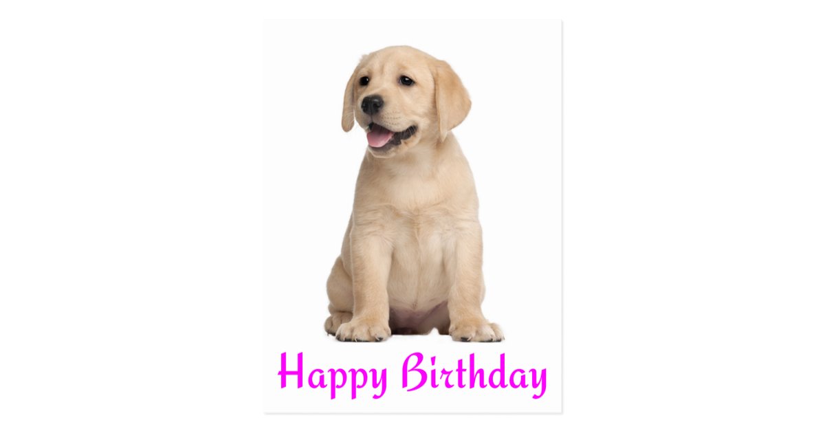Happy Birthday Yellow Labrador Retriever Postcard | Zazzle.com