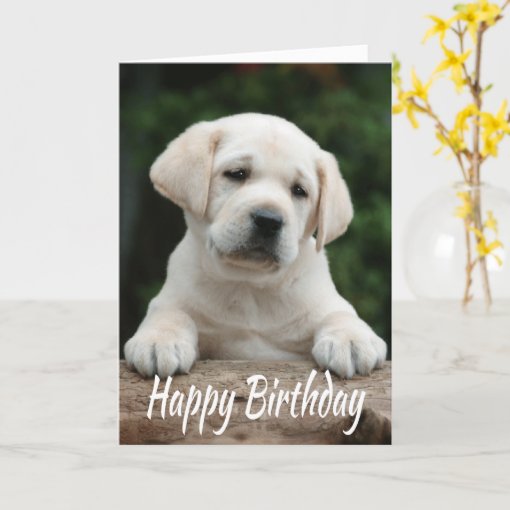 Happy Birthday Yellow Labrador Retriever Puppy Dog Card | Zazzle