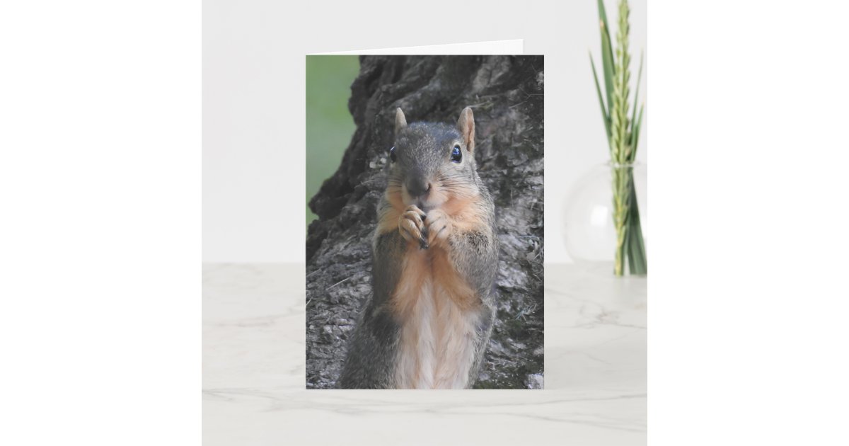 Happy Birthday You Big Nut Card | Zazzle