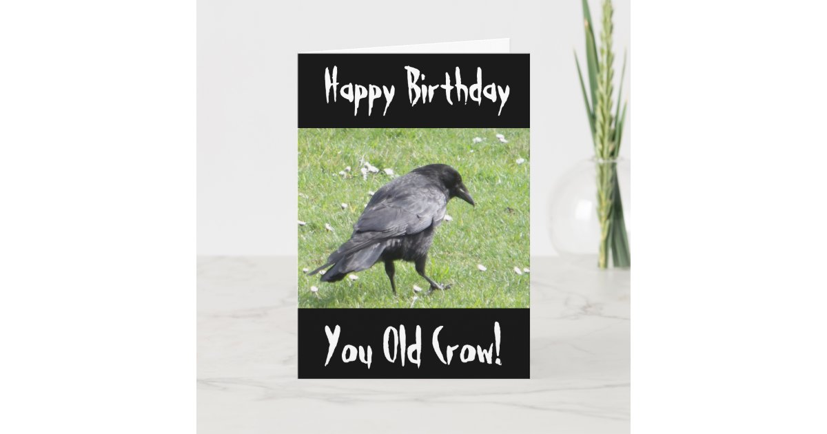 Happy Birthday You Old Crow Insult Birthday Card | Zazzle.com