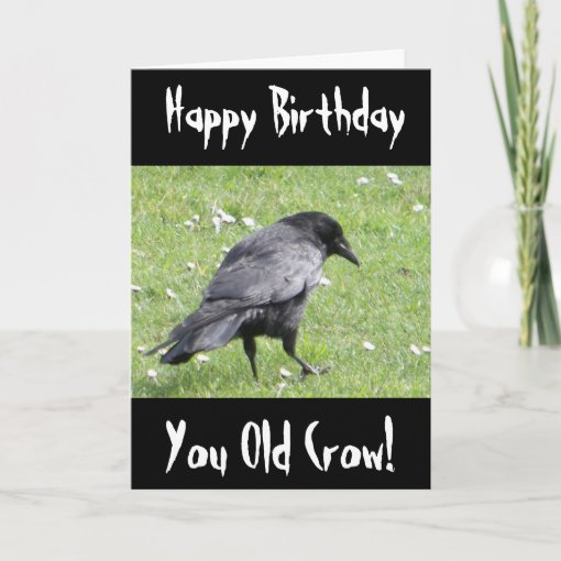 Happy Birthday You Old Crow Insult Birthday Card | Zazzle