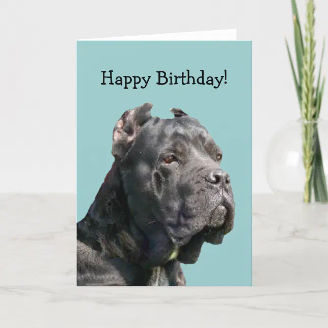 Happy Bithday Cane Corso greeting card | Zazzle