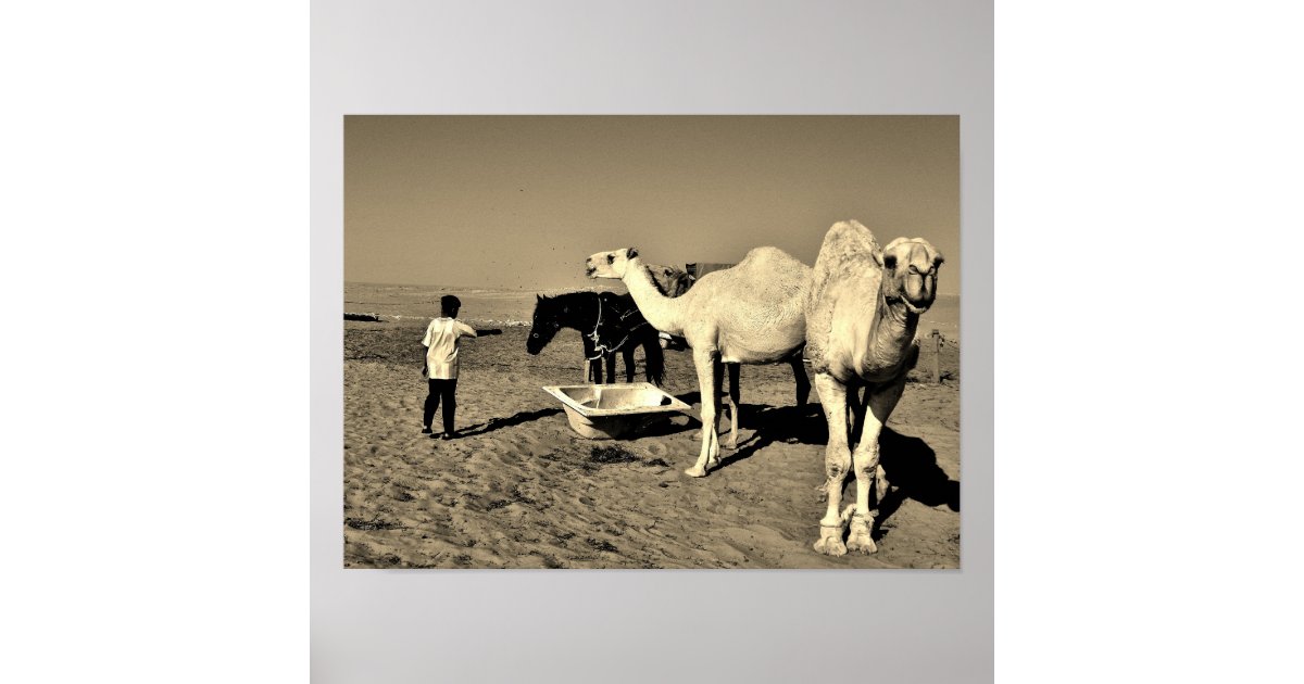 Happy Camel Poster | Zazzle
