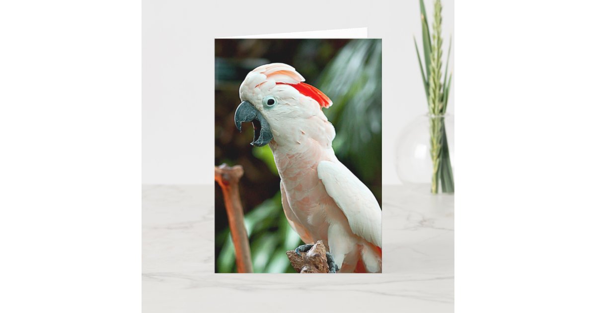 Happy cockatoo greeting card | Zazzle