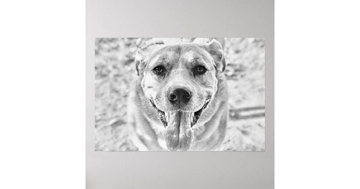 Happy Dog face poster print | Zazzle