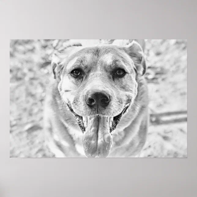 Happy Dog face poster print | Zazzle