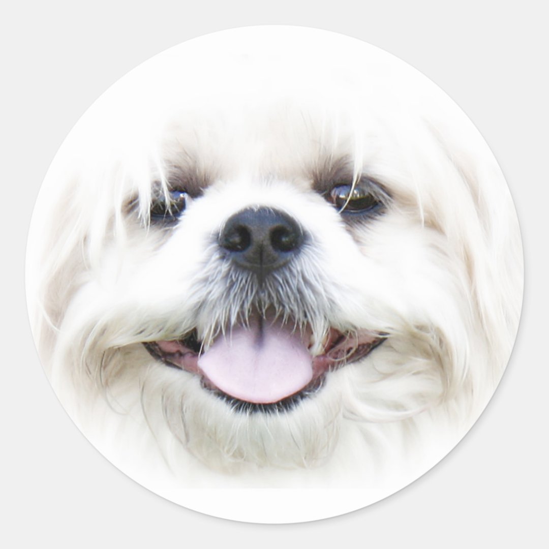 Happy dog face sticker | Zazzle