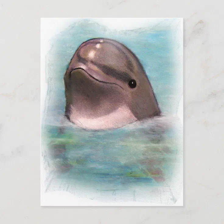 HAPPY DOLPHIN POSTCARD | Zazzle