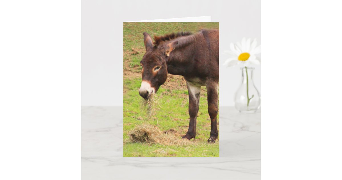 Happy Donkey Birthday Card | Zazzle