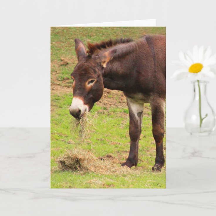 Happy Donkey Birthday Card | Zazzle