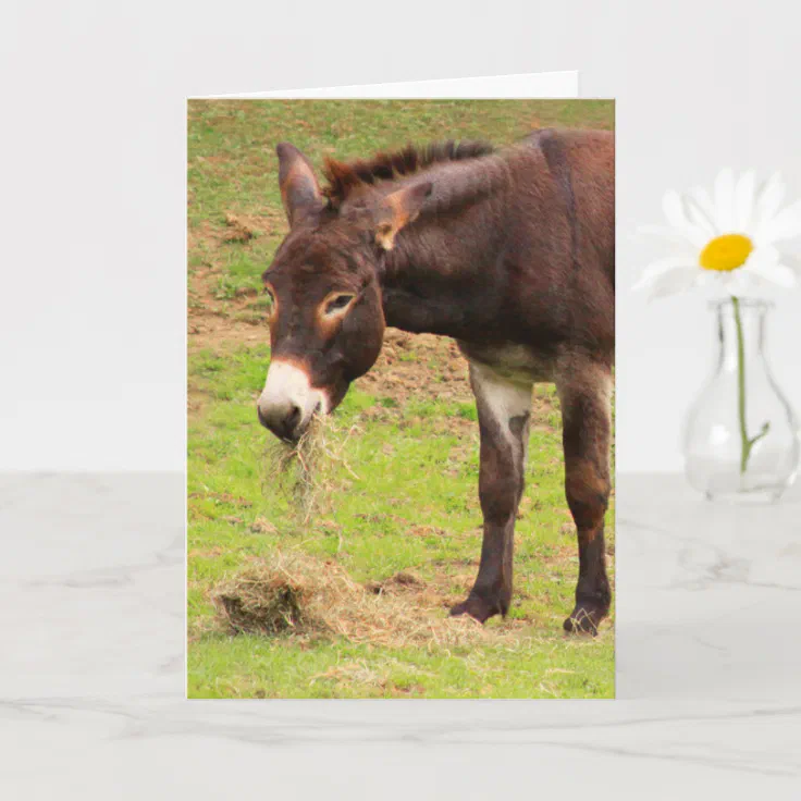 Happy Donkey Birthday Card | Zazzle