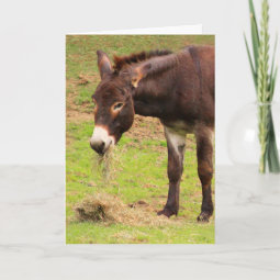 Happy Donkey Birthday Card | Zazzle