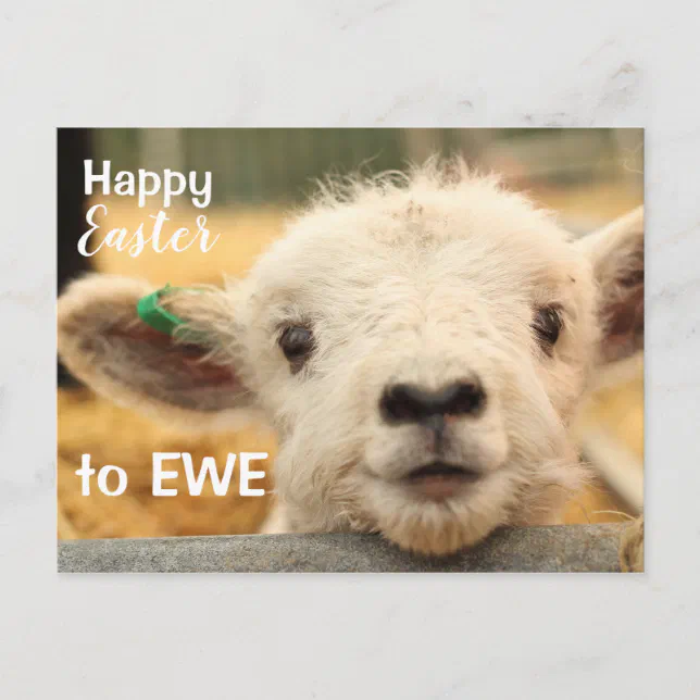 Happy Easter to EWE. Holiday Postcard | Zazzle