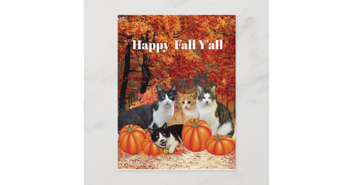 Happy Fall Y'all Cats and Pumpkins Postcard | Zazzle