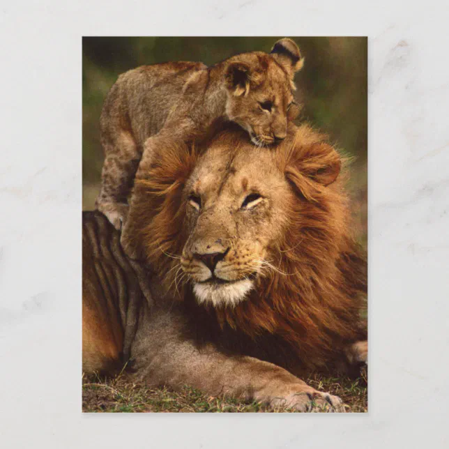 Happy Fathers Day Daddy Lion and Lion Cub Postcard | Zazzle