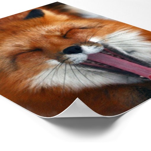 Happy Fox Wall Poster | Zazzle