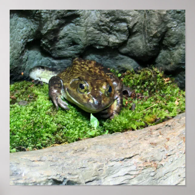 Happy Frog Poster | Zazzle