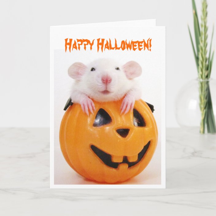 Happy Halloween Pumpkin Rat Card | Zazzle.com