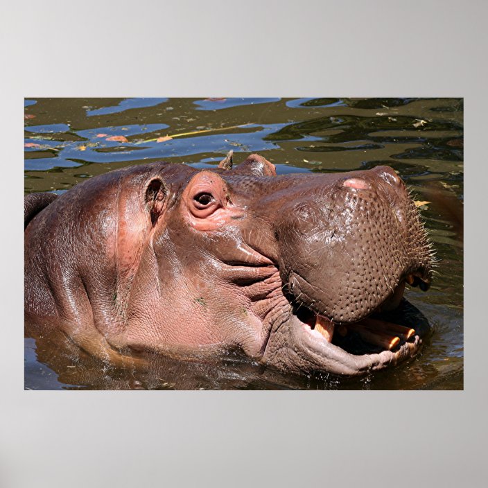 Happy hippo poster | Zazzle.com