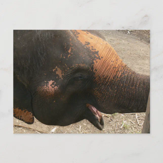 Happy Laughing Elephant Photo in Thailand Postcard | Zazzle