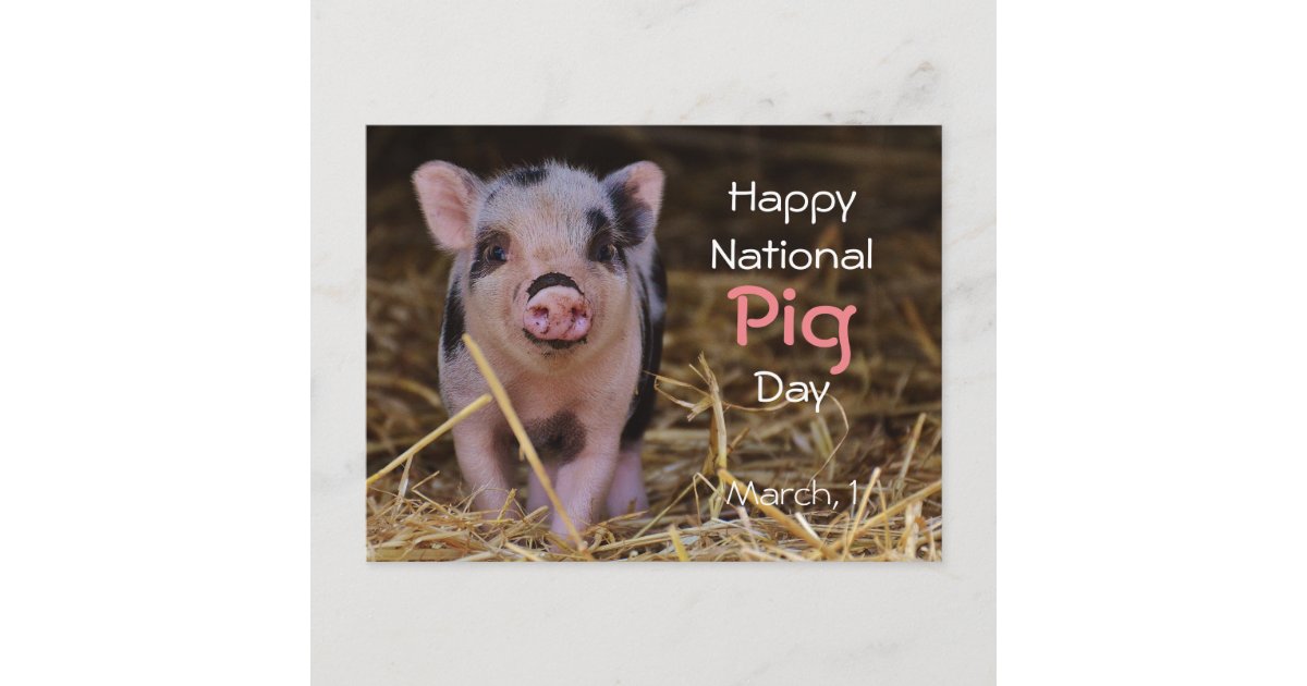 Happy National Pig Day! (March 1) Postcard | Zazzle