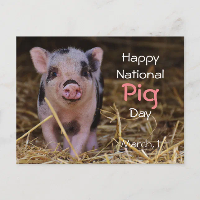 Happy National Pig Day! (March 1) Postcard | Zazzle