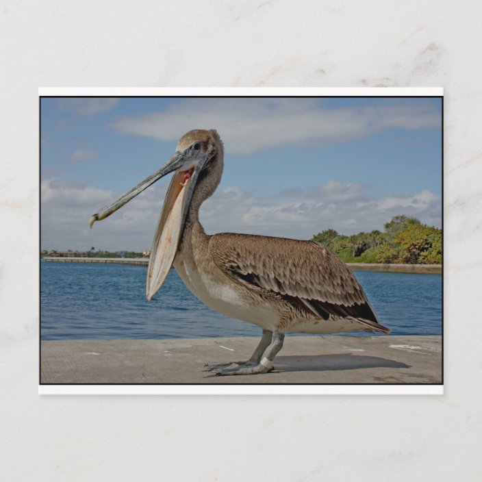Happy Pelican Postcard | Zazzle.com