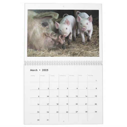 Happy Piglets - 2016 Pig Calendar | Zazzle