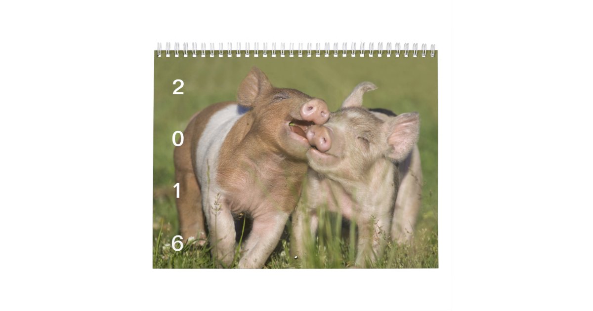 Happy Piglets - 2016 Pig Calendar | Zazzle