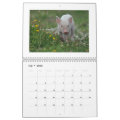 Happy Piglets - 2016 Pig Calendar | Zazzle