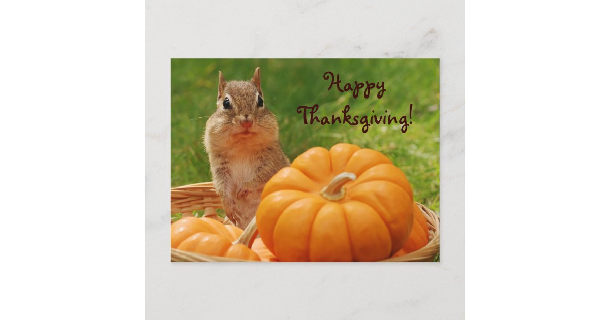 Happy Thanksgiving Cute Chipmunk Postcard | Zazzle