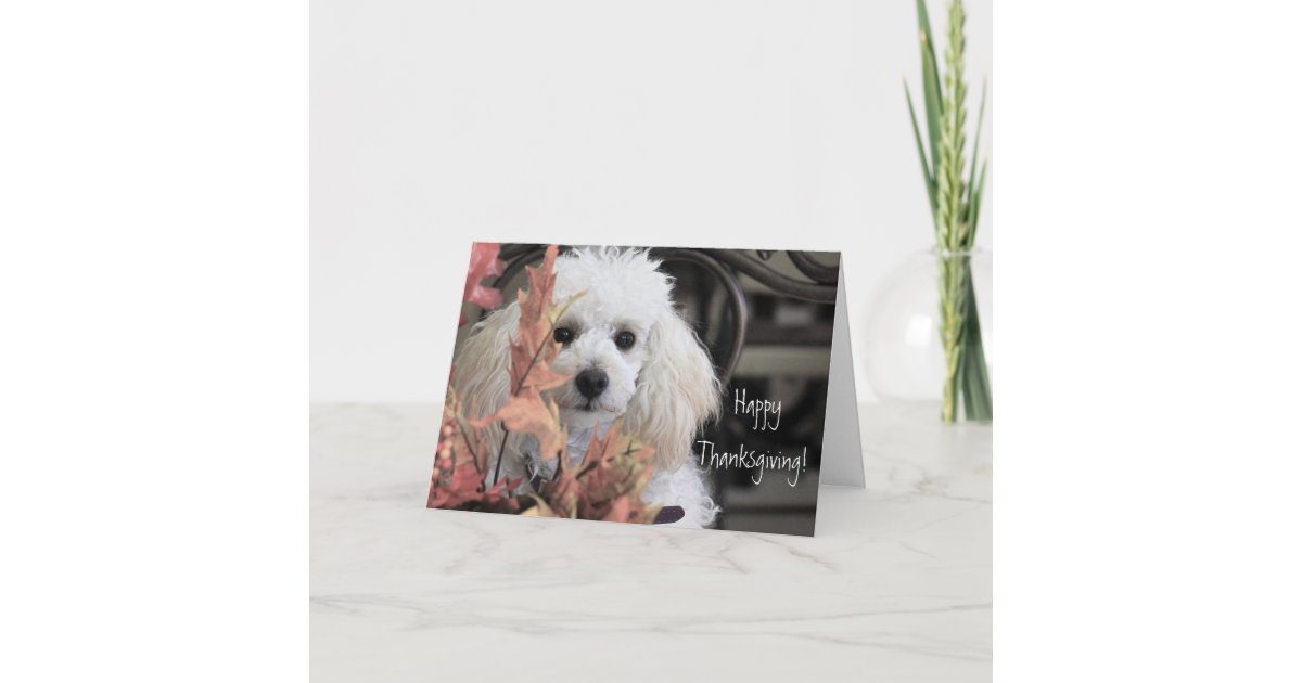 Happy Thanksgiving Poodle dog card | Zazzle