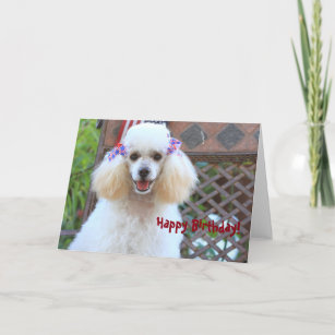 Poodle Birthday Cards | Zazzle