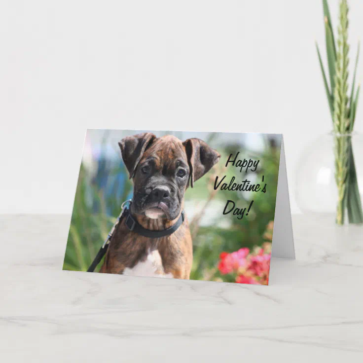 Happy Valentine's day boxer greeting card | Zazzle