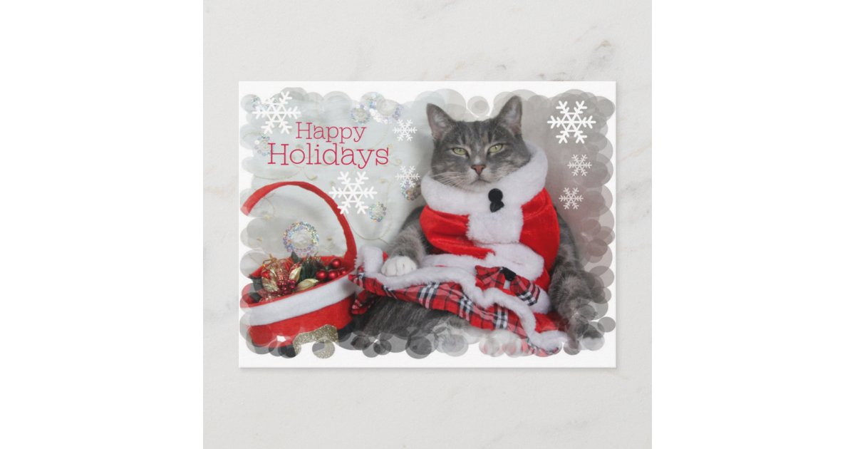 Happy Winter Holidays with Cat Holiday Postcard | Zazzle