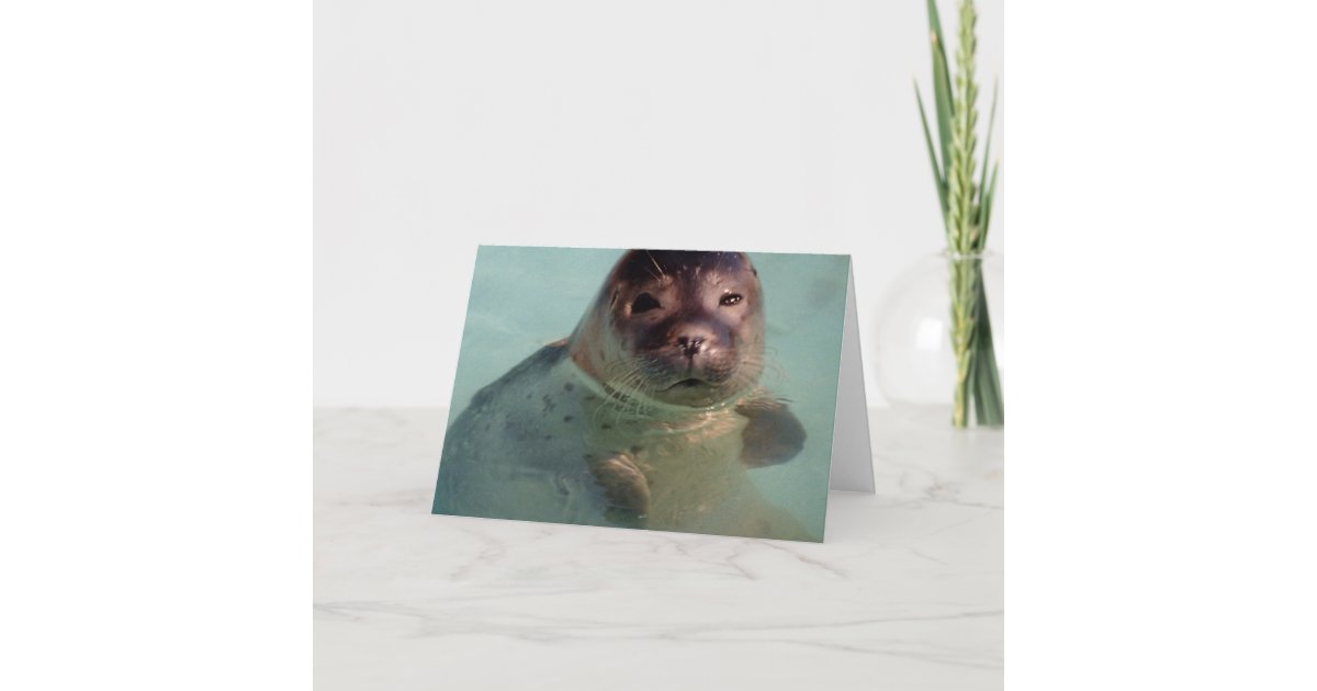 Harbor Seal Greeting Card Zazzle