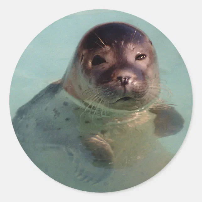 Harbor Seal Sticker | Zazzle