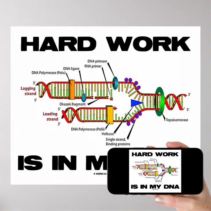Hard Work Is In My DNA (DNA Replication) Poster | Zazzle