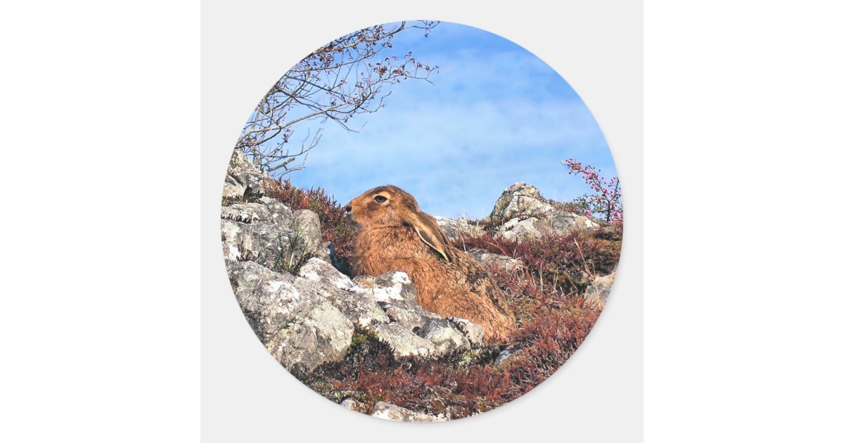 HARE CLASSIC ROUND STICKER | Zazzle