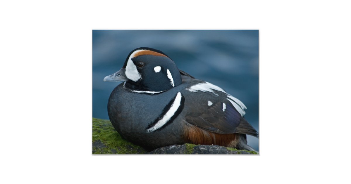 Harlequin Duck Photo Enlargement Print | Zazzle
