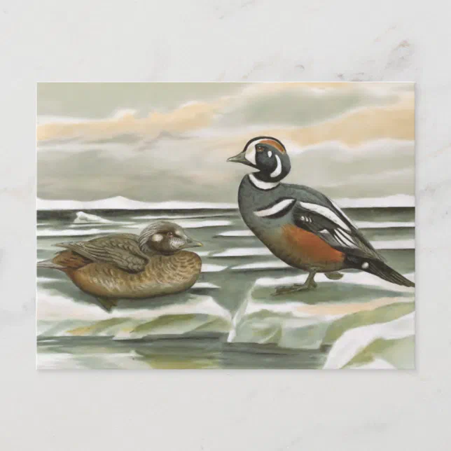 Harlequin Duck Postcard | Zazzle