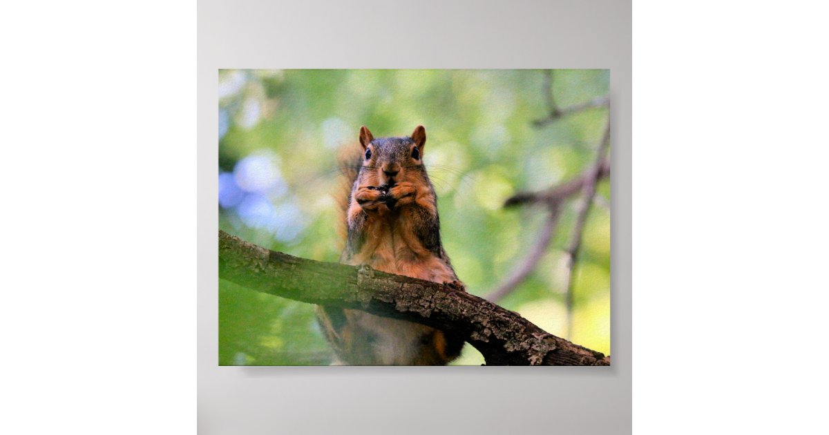 Harmonica squirrel poster | Zazzle