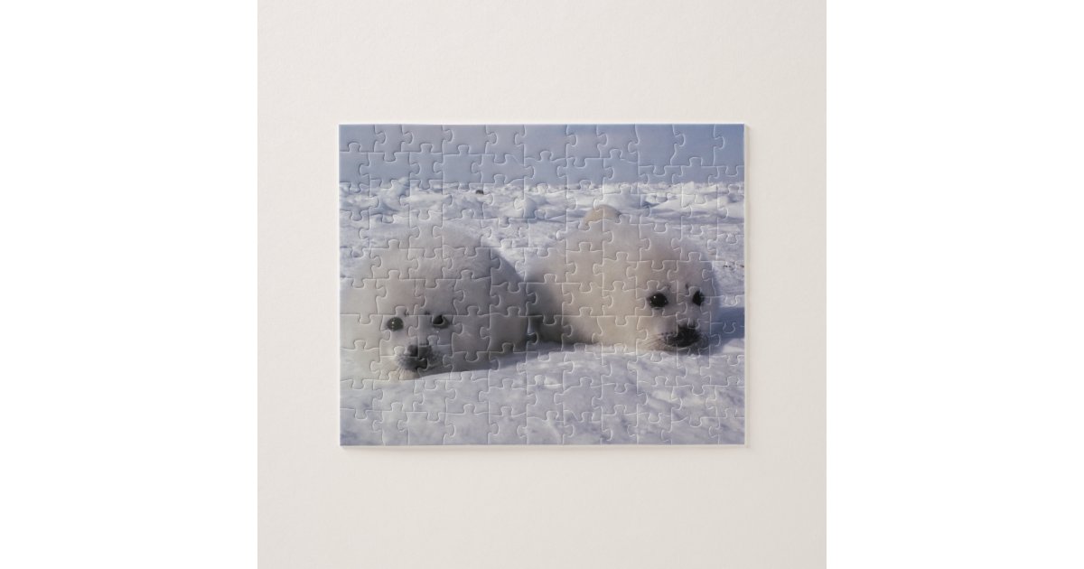 Harp seal (Phoca groenlandica) Harp seal pups Jigsaw Puzzle | Zazzle
