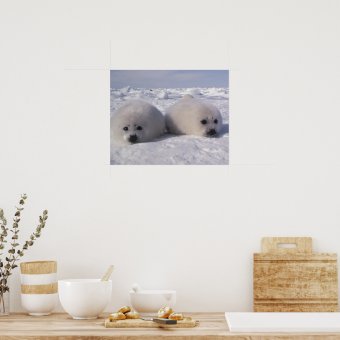 Harp seal (Phoca groenlandica) Harp seal pups Poster | Zazzle