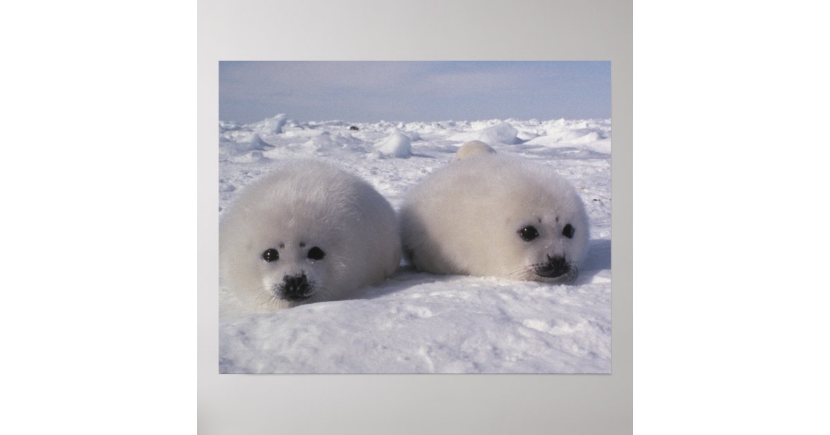 Harp seal (Phoca groenlandica) Harp seal pups Poster | Zazzle Harp seal (Phoca groenlandica) Harp seal pups Poster | Zazzle