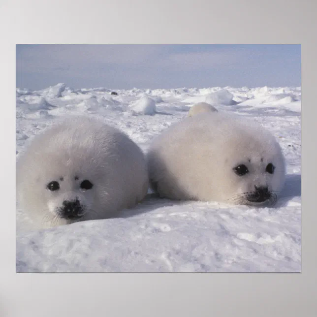 Harp seal (Phoca groenlandica) Harp seal pups Poster | Zazzle